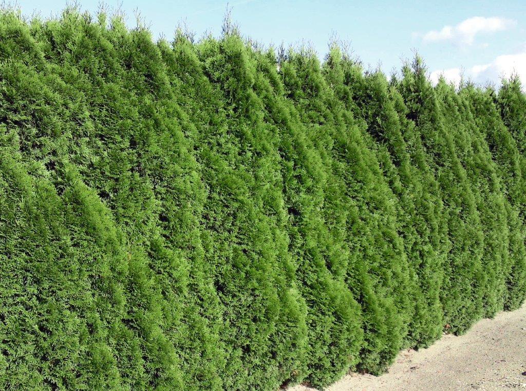 Thuja occidentalis „Smaragd“ – Tuja „Smaragd“ 1,8-2m - Rasadnik Novi ...