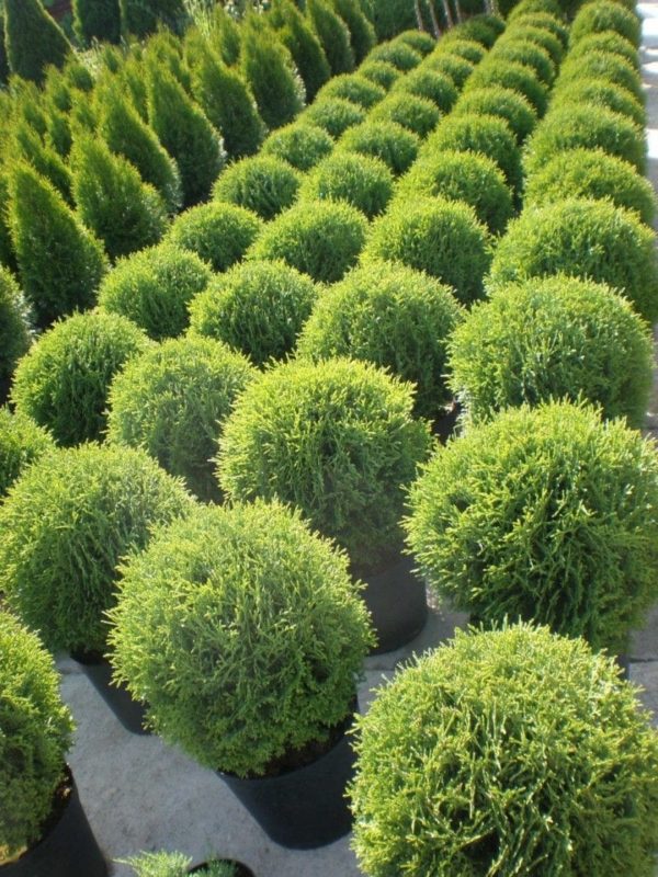 Thuja occidentalis „Tiny Tim“ – Loptasta tuja „Tiny Tim“ - Rasadnik ...