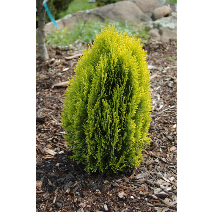 Thuja orientalis „Morgan“ – Istočna tuja „Morgan“ - Rasadnik Novi Sad ...