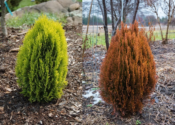 Thuja orientalis „Morgan“ – Istočna tuja „Morgan“ - Rasadnik Novi Sad ...