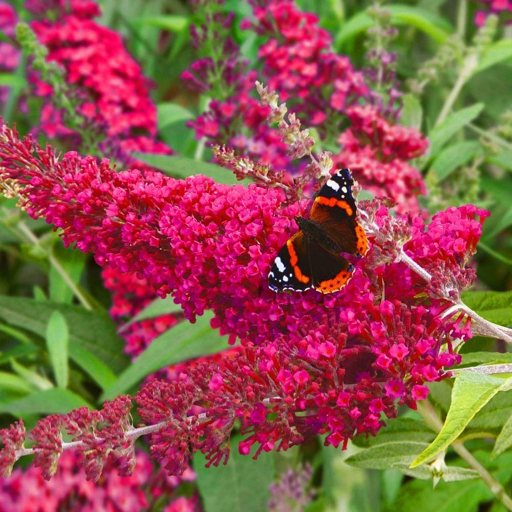 Buddleia davidii „Buzz Velvet“ – Davidova budleja, letnji jorgovan ...