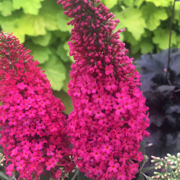 Buddleia davidii „Buzz Velvet“ – Davidova budleja, letnji jorgovan ...