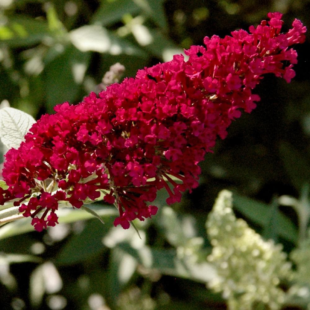 Buddleia davidii „Royal Red“ – Davidova budleja, letnji jorgovan „Royal ...