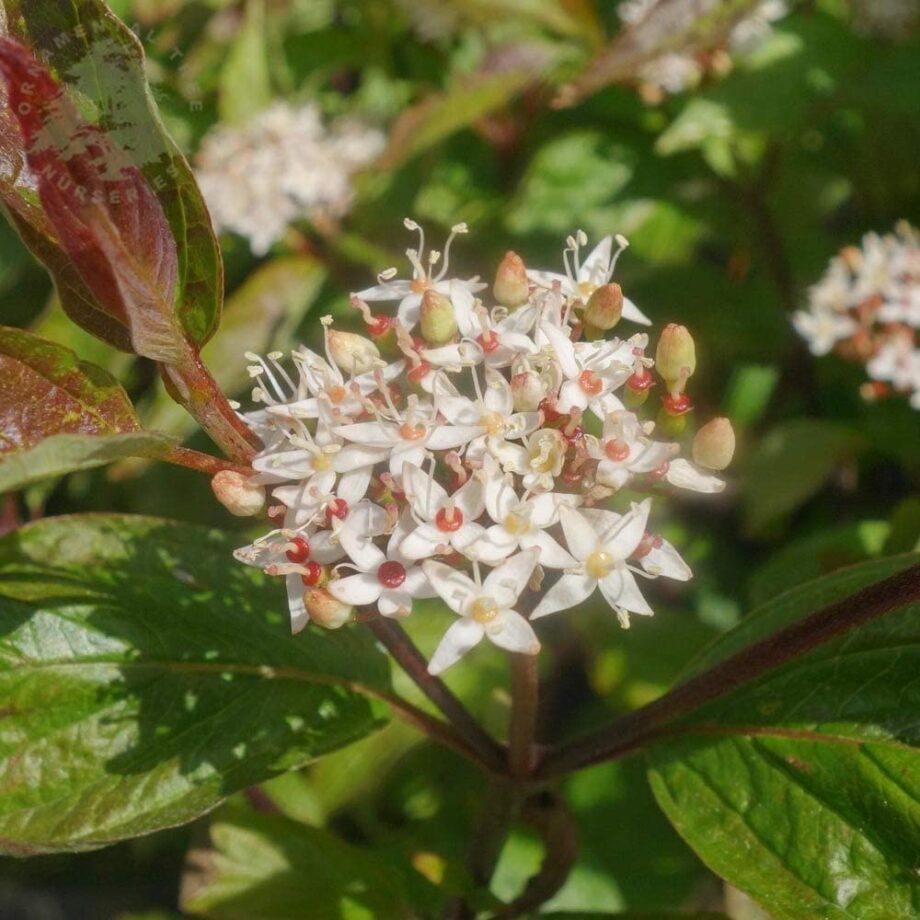 Cornus alba „Kesselringii“ – Dren „Kesselringii“ - Rasadnik Novi Sad ...