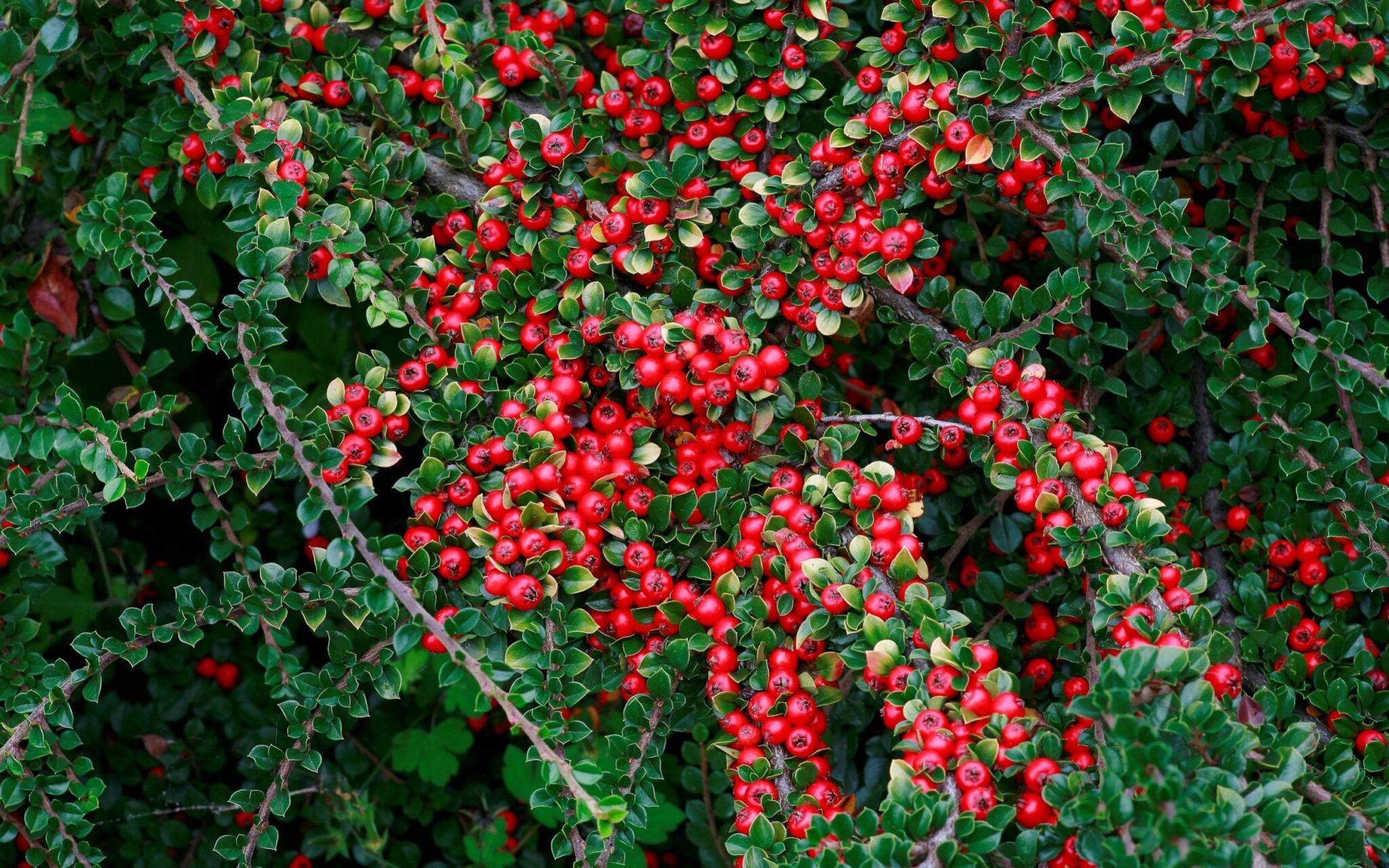 Cotoneaster horizontalis Decne. – Polegla dunjarica - Rasadnik Novi Sad - Yuflor