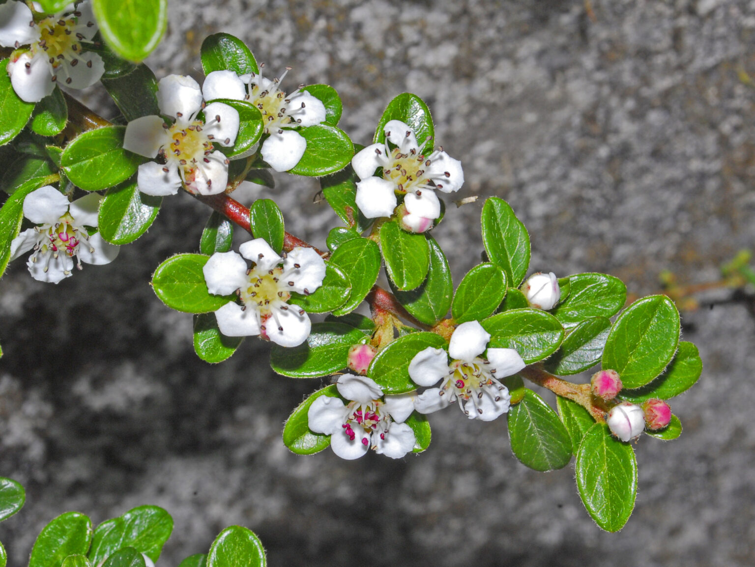 Cotoneaster horizontalis Decne. – Polegla dunjarica - Rasadnik Novi Sad - Yuflor