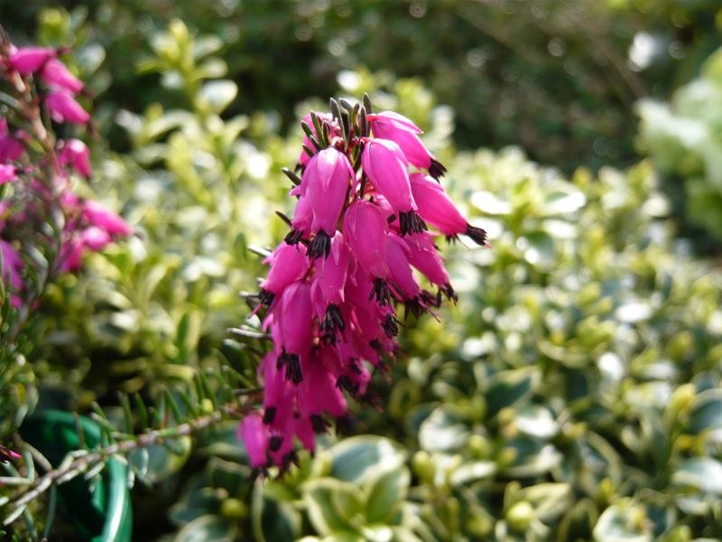 Erica carnea „Myreton Ruby“ – Erika roza „Myreton Ruby“ - Rasadnik Novi ...