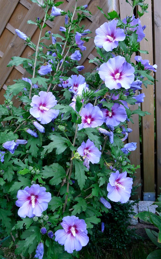 Hibiscus syriacus „Blue Bird“ – Sirijski hibiskus „Blue Bird ...