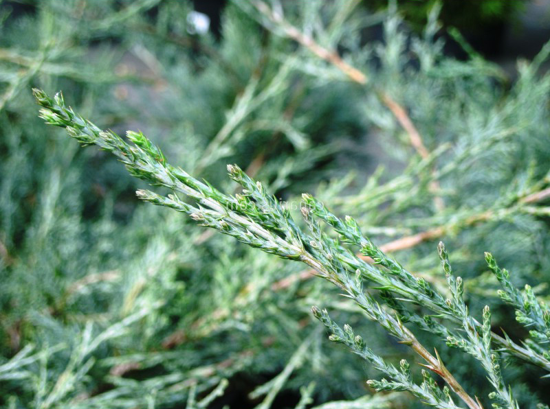 Juniperus pfitzeriana „Arctic“ – Polegla kleka „Arctic“ - Rasadnik Novi ...