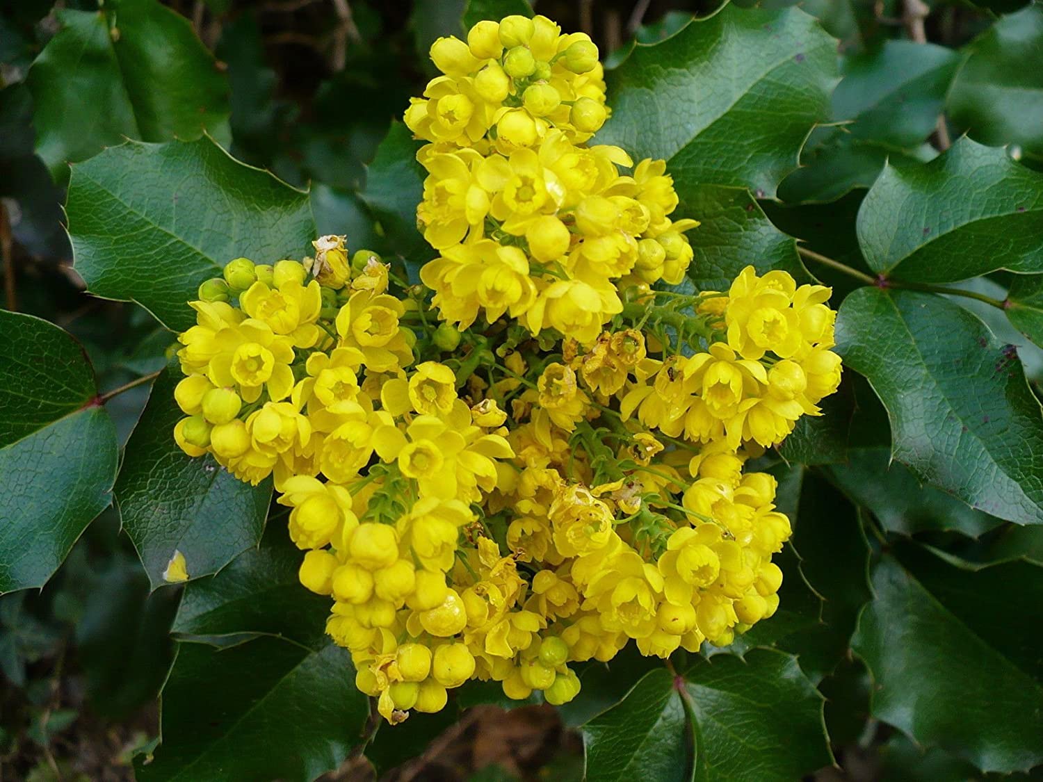 Mahonia aquifolium (Pursh) Nutt – Mahonija - Rasadnik Novi Sad - Yuflor