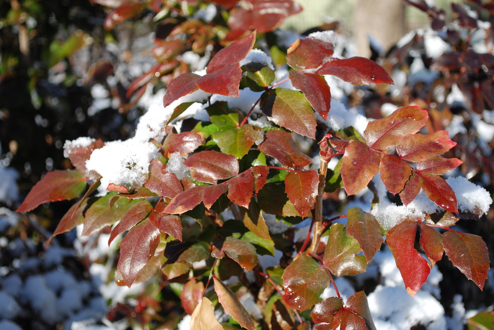 Mahonia aquifolium (Pursh) Nutt – Mahonija - Rasadnik Novi Sad - Yuflor