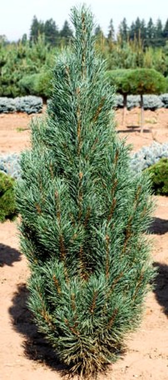 Pinus sylvestris „Fastigiata“ – Beli bor uskopiramidalni „Fastigiata“ 1 ...
