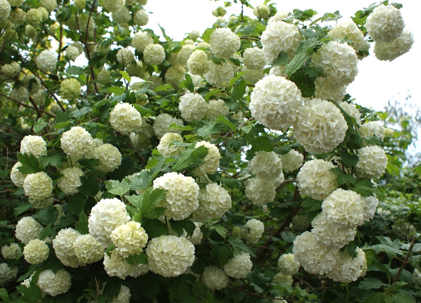 Viburnum opulus „Roseum“ – Snežna lopta „Roseum“ - Rasadnik Novi Sad ...