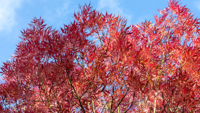 Fraxinus angustifolia „Raywood“ – Poljski (lučki) jasen „Raywood“ 1,8 ...