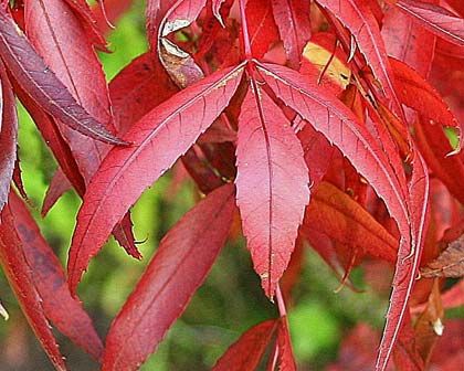 Fraxinus angustifolia „Raywood“ – Poljski (lučki) jasen „Raywood“ 1,8 ...