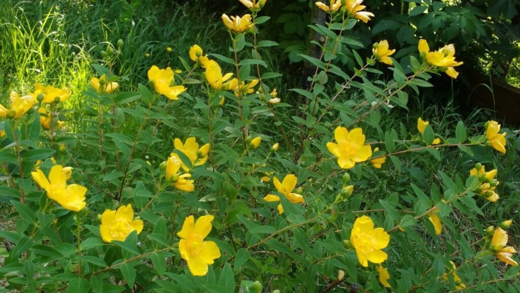 Hypericum patulum „Hidcote Gold“ - Rasadnik Novi Sad - Yuflor