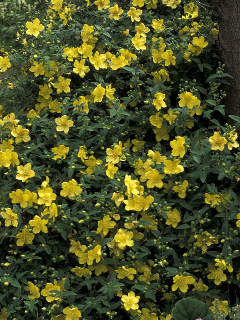 Hypericum patulum „Hidcote Gold“ - Rasadnik Novi Sad - Yuflor