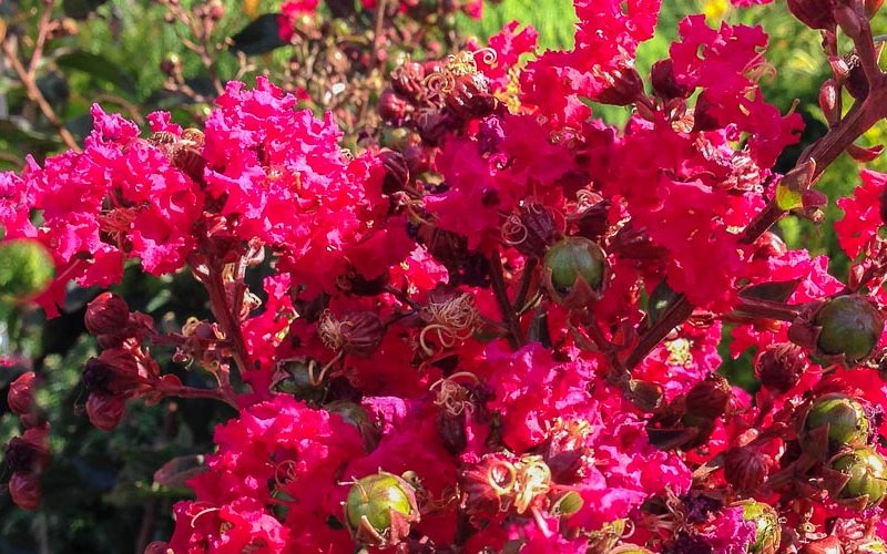 Lagerstroemia indica „Arapaho“ – Indijski jorgovan „Arapaho“ - Rasadnik ...
