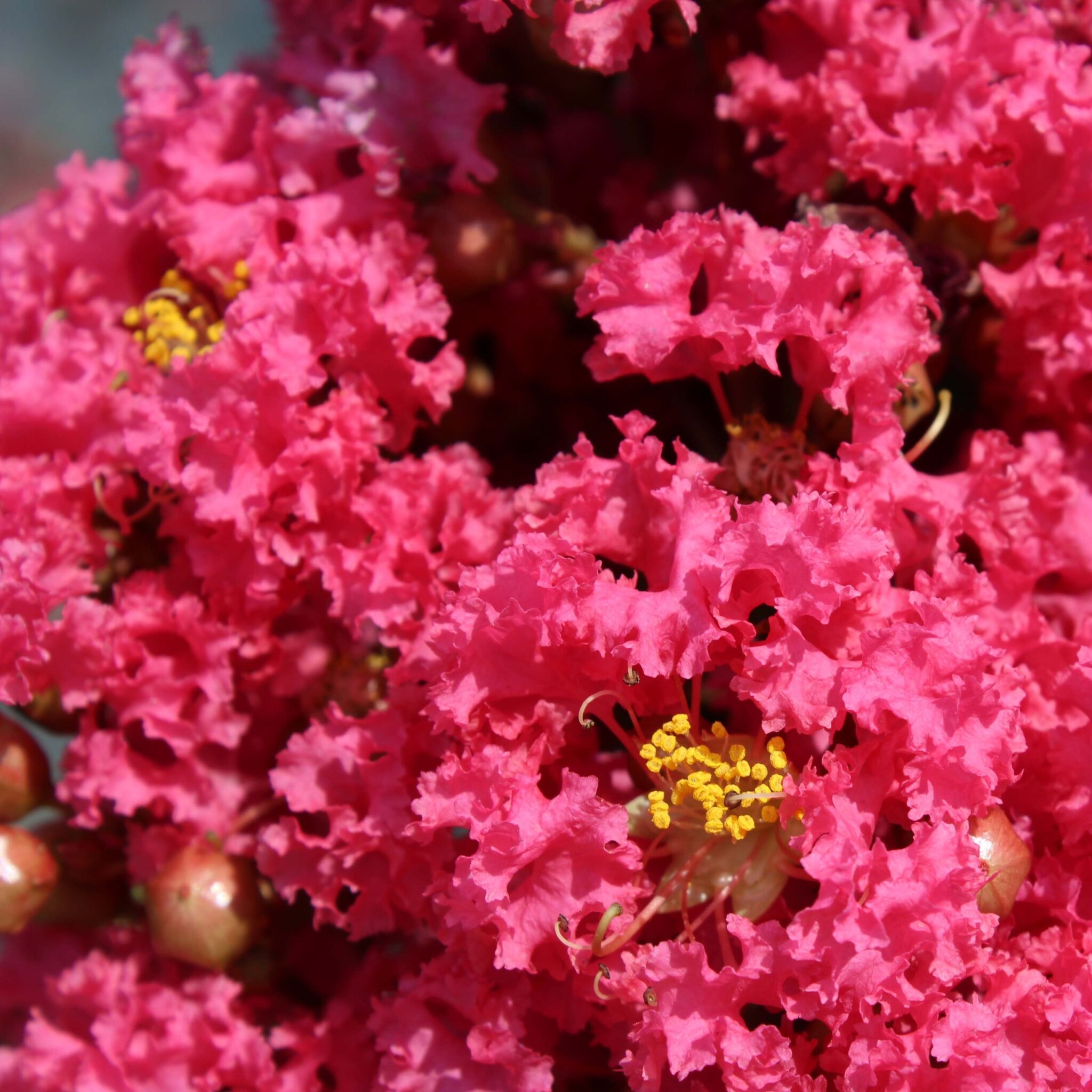 Lagerstroemia indica „Grand Cru“ – Indijski jorgovan „Grand Cru ...