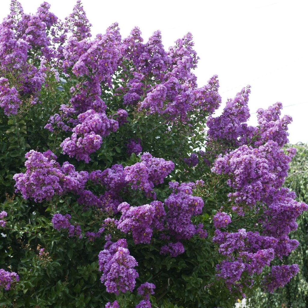 Lagerstroemia indica „Powhatan“ – Indijski jorgovan „Powhatan ...