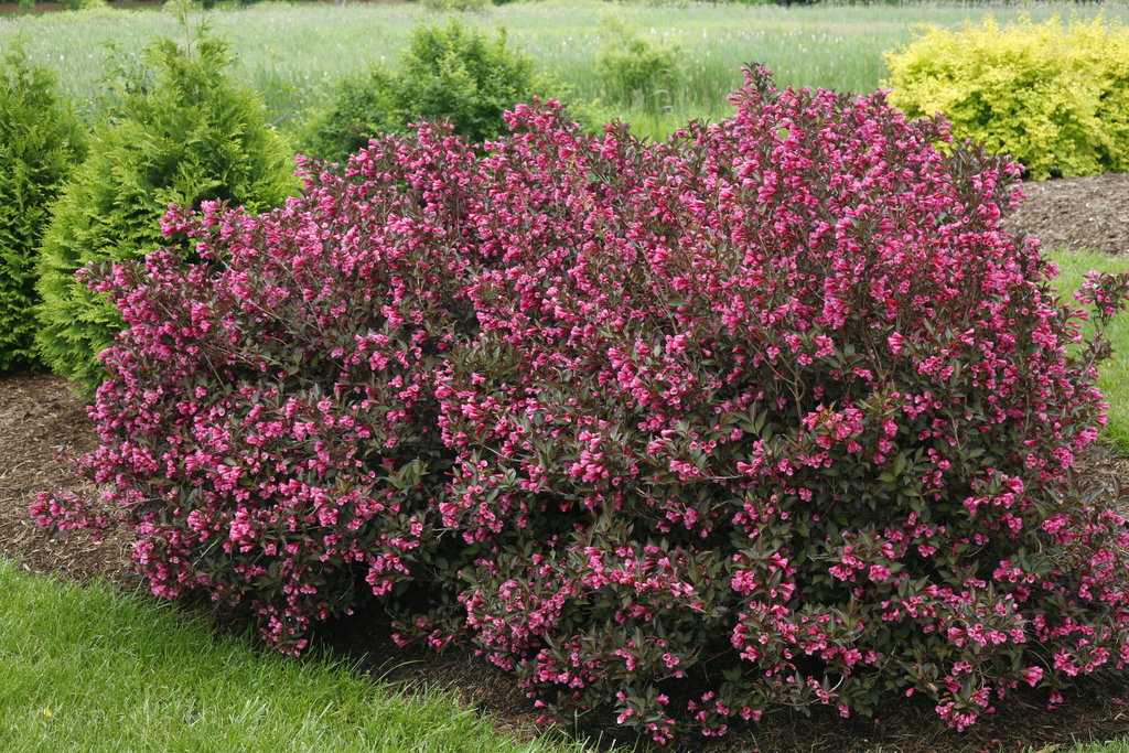 Weigela florida „Alexandra“ – Vajgela, vajgelija crvenolisna „Alexandra ...