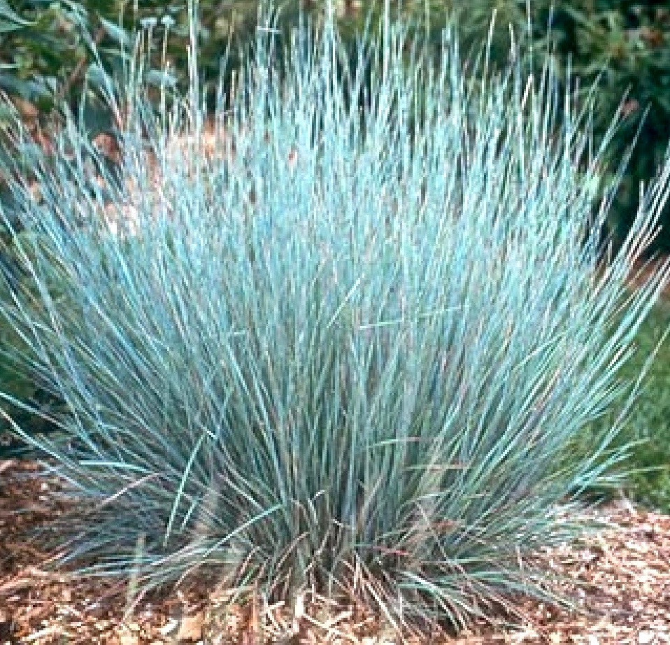 Andropogon scoparius „Prairie Blues“ - Rasadnik Novi Sad - Yuflor