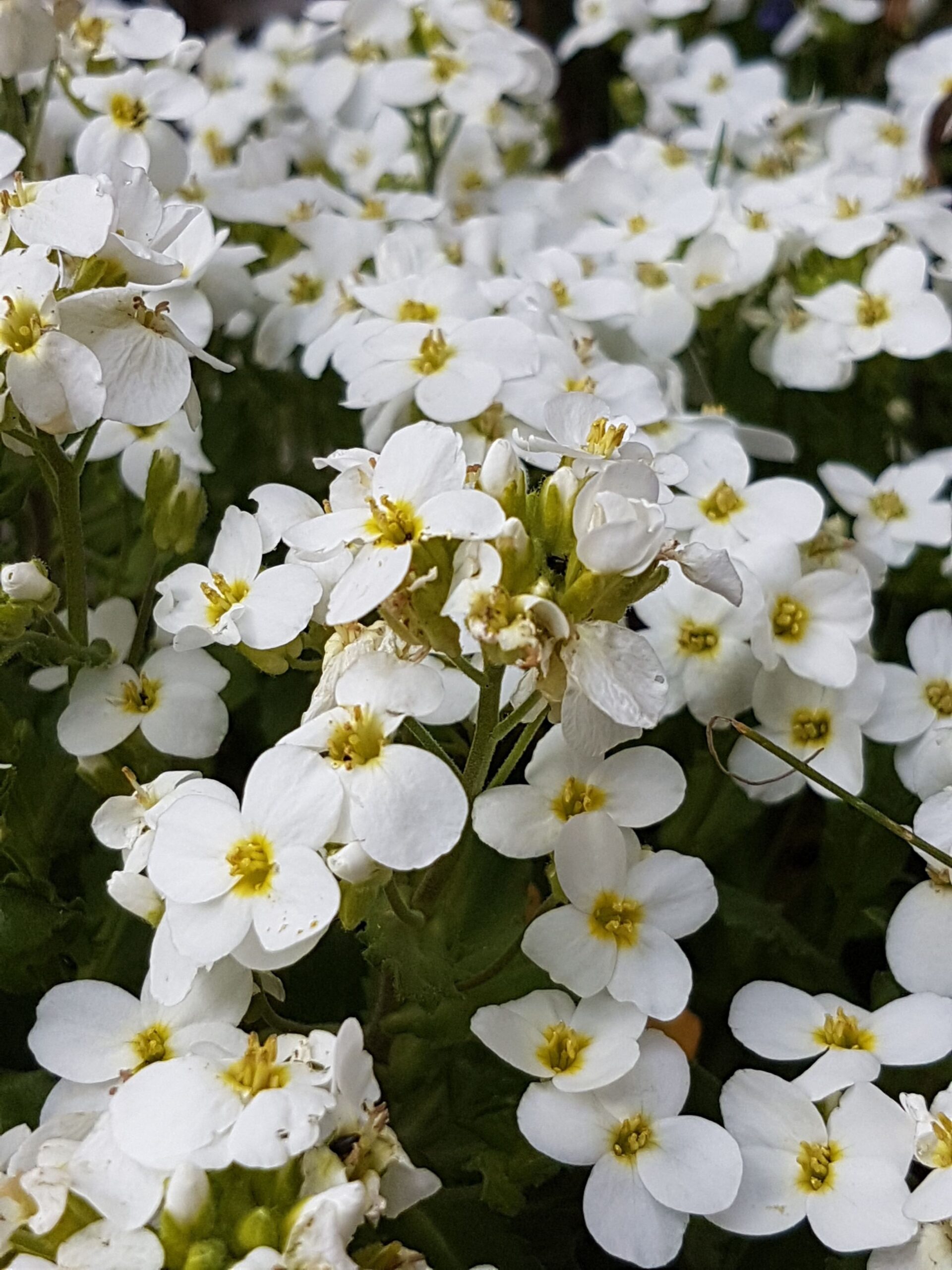 Arabis caucasica „Schneehaube“ – Arabis beli „Schneehaube“ - Rasadnik ...