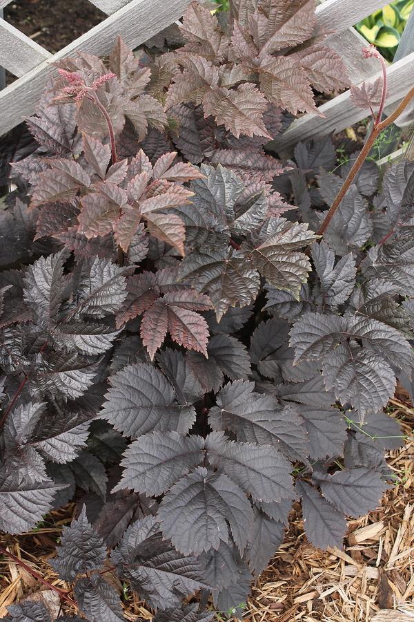 Astilbe x arendsii „Chocolate Shogun“ - Rasadnik Novi Sad - Yuflor