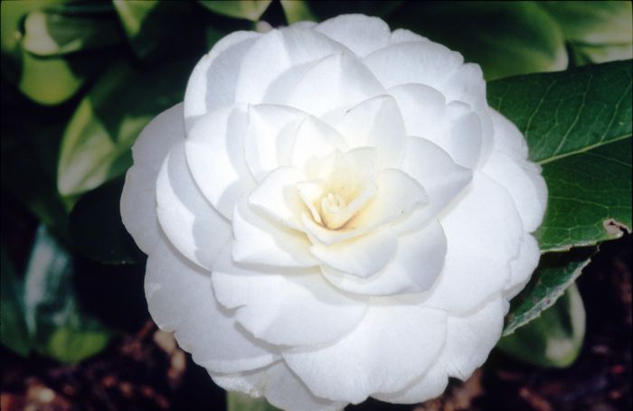 Camellia japonica „Alba“ – Kamelija - Rasadnik Novi Sad - Yuflor