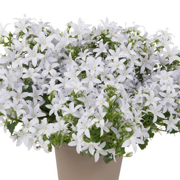Campanula portenschlagiana „Ambella White“ – Zvončić beli - Rasadnik ...