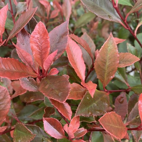Photinia x fraseri „Chico“ – Fotinia „Chico“ na štapu - Rasadnik Novi ...