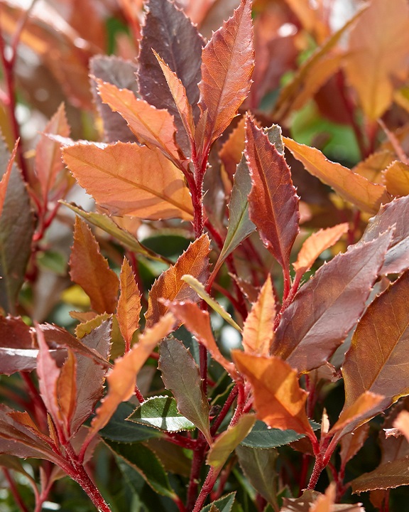 Photinia x fraseri „Chico“ – Fotinia „Chico“ na štapu - Rasadnik Novi ...