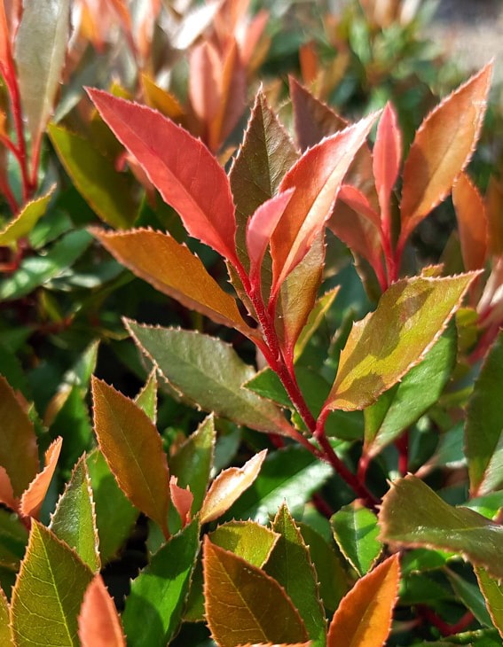 Photinia x fraseri „Chico“ – Fotinia „Chico“ na štapu - Rasadnik Novi ...