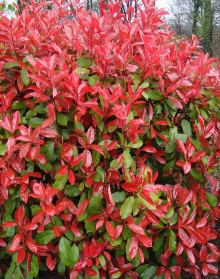 Photinia x fraseri “ Red Robin“ – Fotinija „Red Robin“ žbun 2,5 – 3m ...