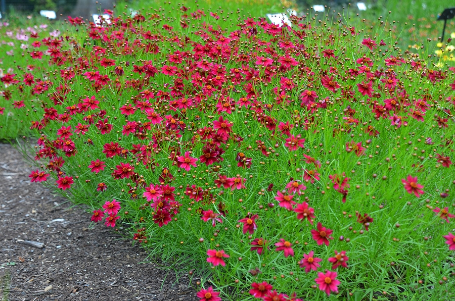 Coreopsis rosea „Limerock Ruby“ - Rasadnik Novi Sad - Yuflor