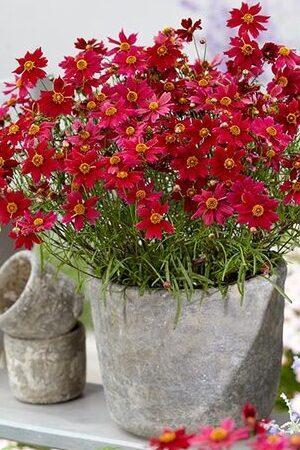Coreopsis rosea „Limerock Ruby“ - Rasadnik Novi Sad - Yuflor