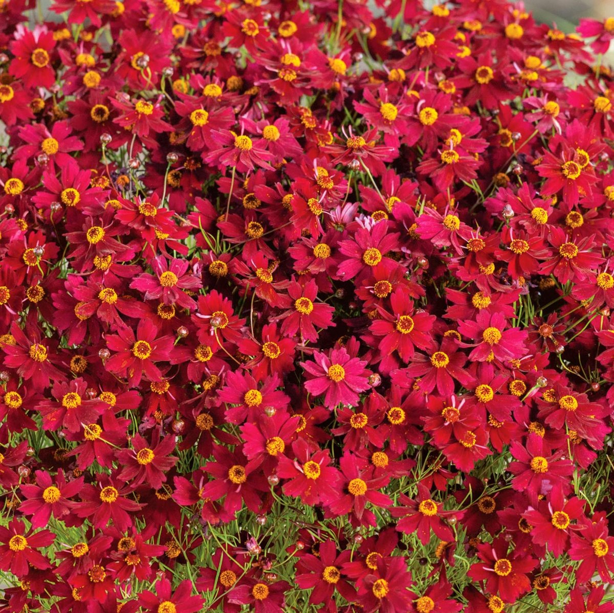 Coreopsis rosea „Limerock Ruby“ - Rasadnik Novi Sad - Yuflor