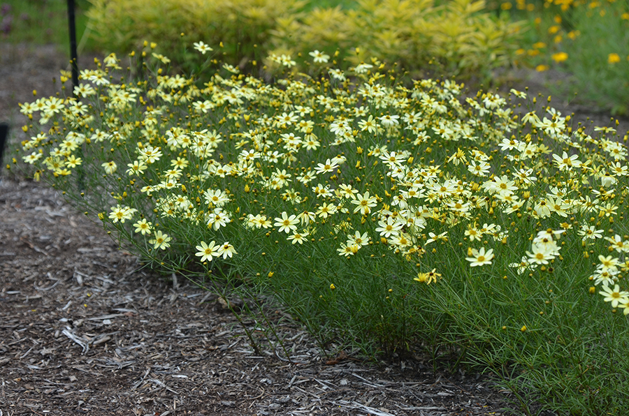 Coreopsis verticillata „Moonbeam“ - Rasadnik Novi Sad - Yuflor