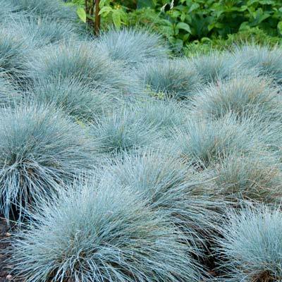 Festuca glauca – „Plava trava“, plava vlasulja - Rasadnik Novi Sad - Yuflor