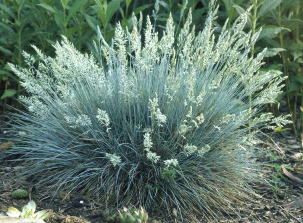Festuca glauca – „Plava trava“, plava vlasulja - Rasadnik Novi Sad - Yuflor