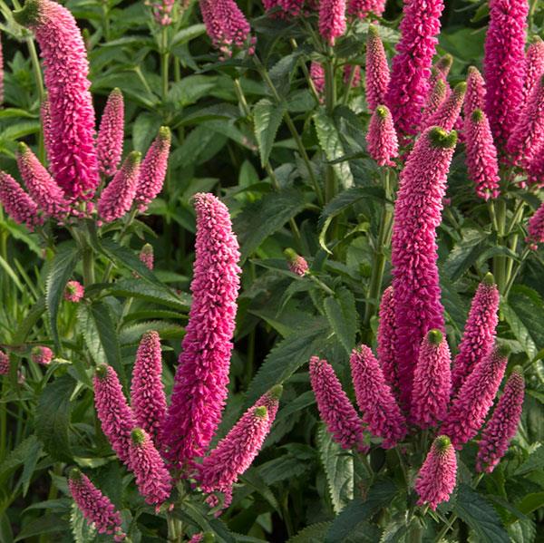 Veronica spicata „First Love“ – Veronika „First Love“ - Rasadnik Novi ...