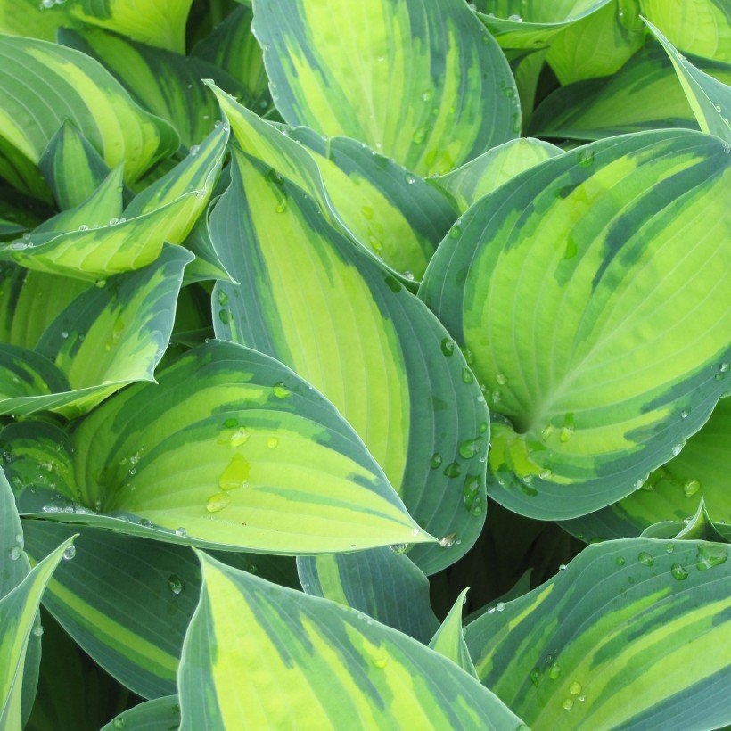 Hosta „June“ - Rasadnik Novi Sad - Yuflor
