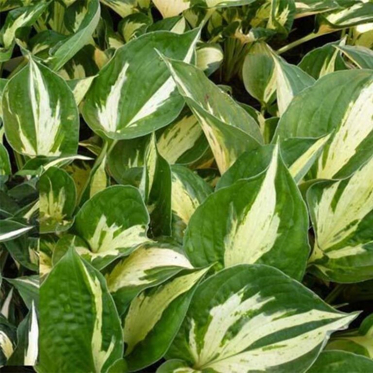 Hosta „Revolution“ - Rasadnik Novi Sad - Yuflor