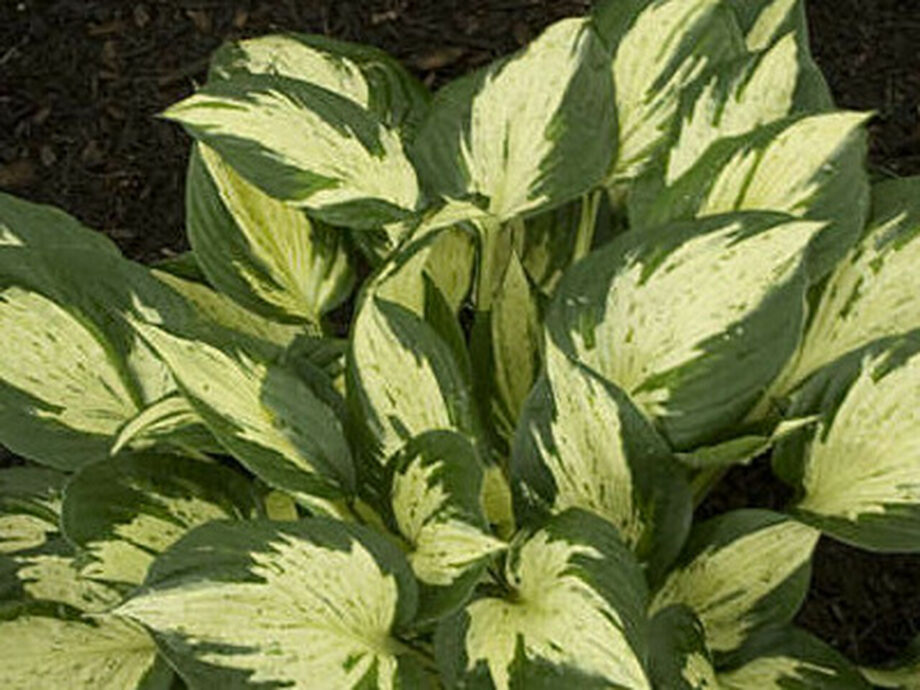 Hosta „Revolution“ - Rasadnik Novi Sad - Yuflor