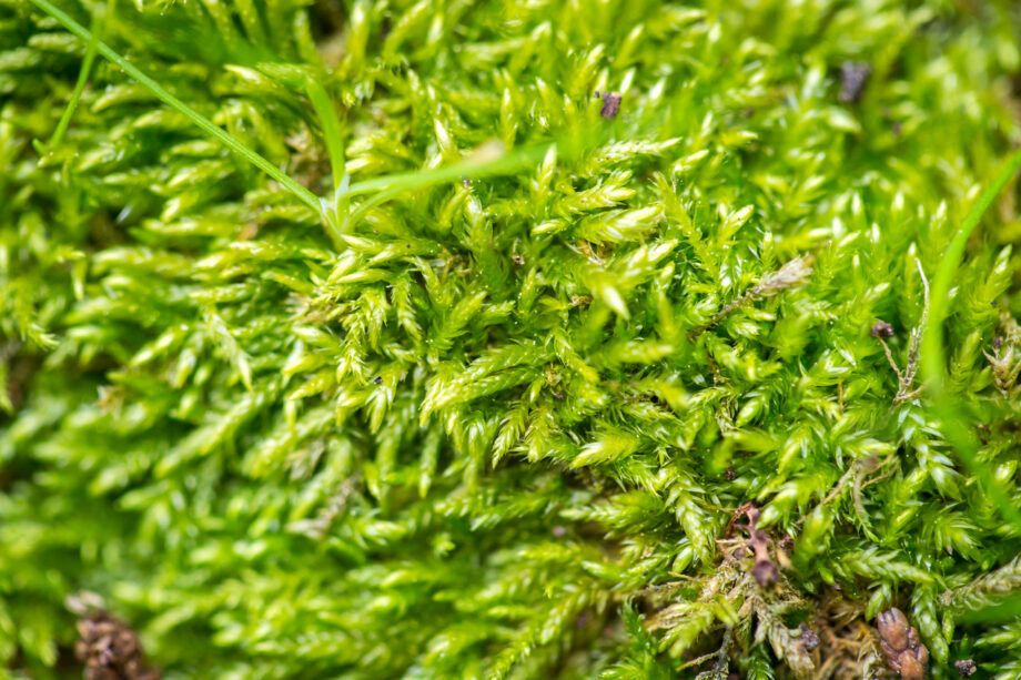 Mahovine (Bryum sp., Hypnum cupressiforme Hedw) - Rasadnik Novi Sad ...