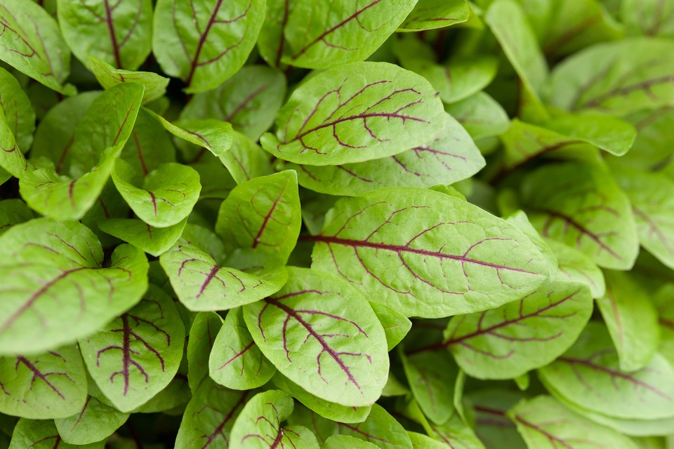 Rumex sanguineus L. – Kiseljak - Rasadnik Novi Sad - Yuflor