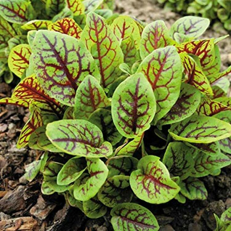 Rumex sanguineus L. – Kiseljak - Rasadnik Novi Sad - Yuflor