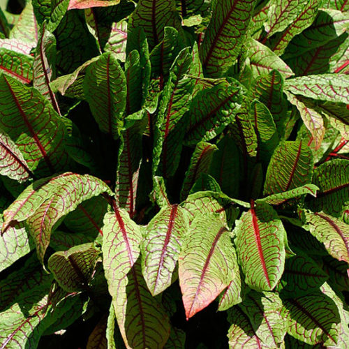Rumex sanguineus L. – Kiseljak - Rasadnik Novi Sad - Yuflor