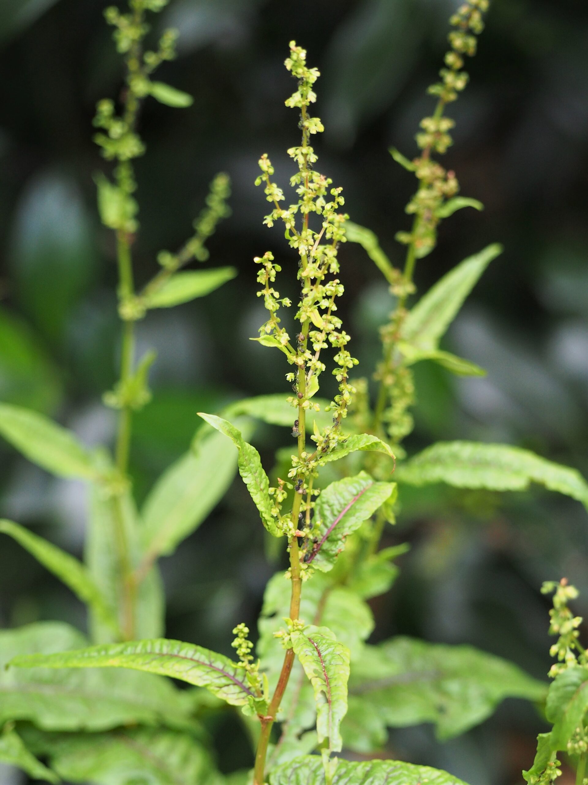 Rumex sanguineus L. – Kiseljak - Rasadnik Novi Sad - Yuflor
