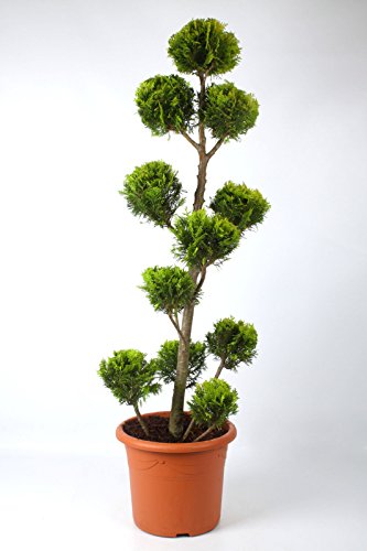 Thuja occidentalis „Smaragd“ Pom Pom – Tuja „Smaragd“ topijarna forma ...